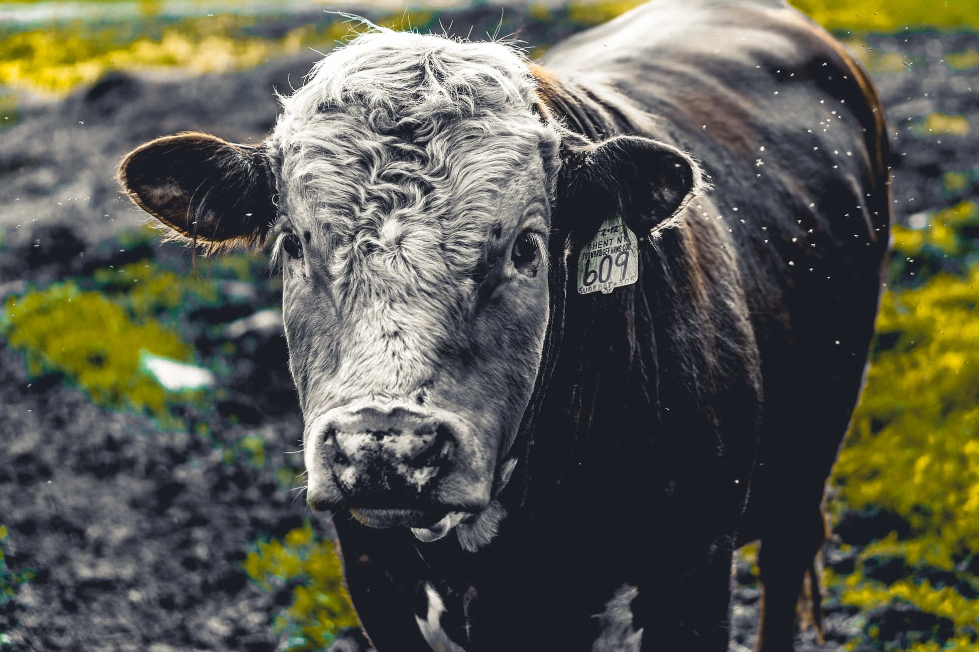 Að selja beljuna fyrir fimm mjólkurfernur – Sósíalistaflokkurinn